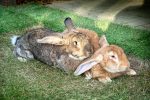 13 Largest Rabbit Breeds & How to Care for Them | Animallama