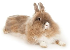 Meet 10 Smallest Rabbit Breeds, Dwarfs and Non-dwarfs Included