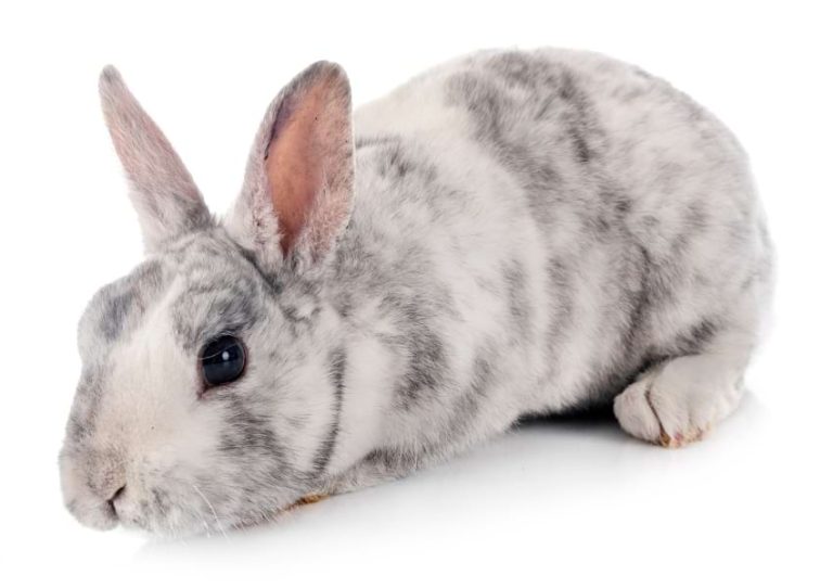Meet 10 Smallest Rabbit Breeds, Dwarfs and Non-dwarfs Included