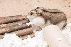 Best Sand for Hamsters: Top Picks for a Safe Sand Bath | Animallama