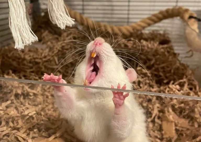 Rat Care 101: A Complete Rat Care Guide for Beginners