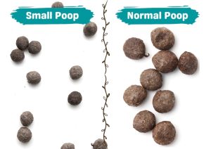 Rabbit Poop Guide: What Does Normal Rabbit Poop Look Like | Animallama