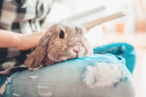 How to Pick Up & Hold Your Rabbit Properly | Animallama