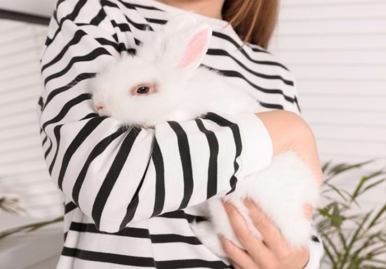 How to Pick Up & Hold Your Rabbit Properly | Animallama