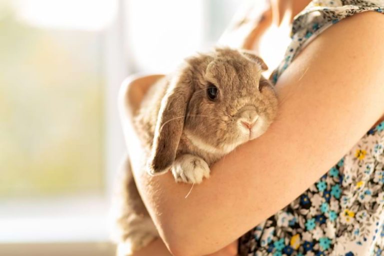 How to Pick Up & Hold Your Rabbit Properly | Animallama