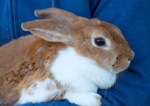 Rabbit Dewlap: The Purpose of a Rabbit's Double Chin