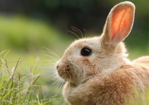 Rabbit Dewlap: The Purpose of a Rabbit's Double Chin