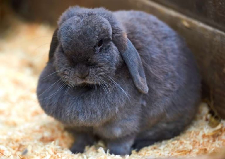 Rabbit Dewlap: The Purpose of a Rabbit's Double Chin