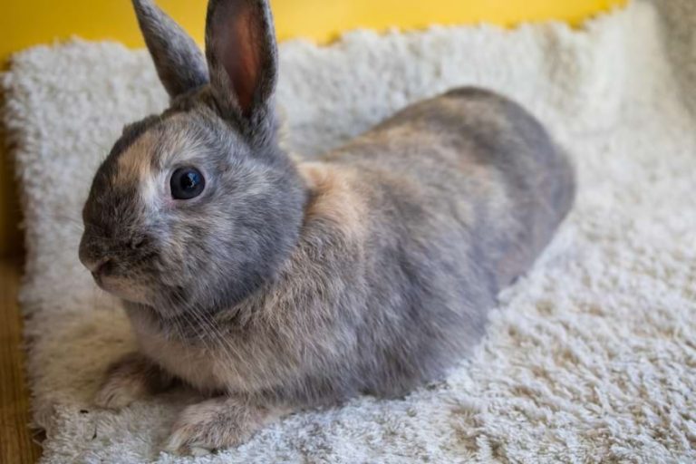 Why Is My Rabbit Shaking? 10 Possible Causes