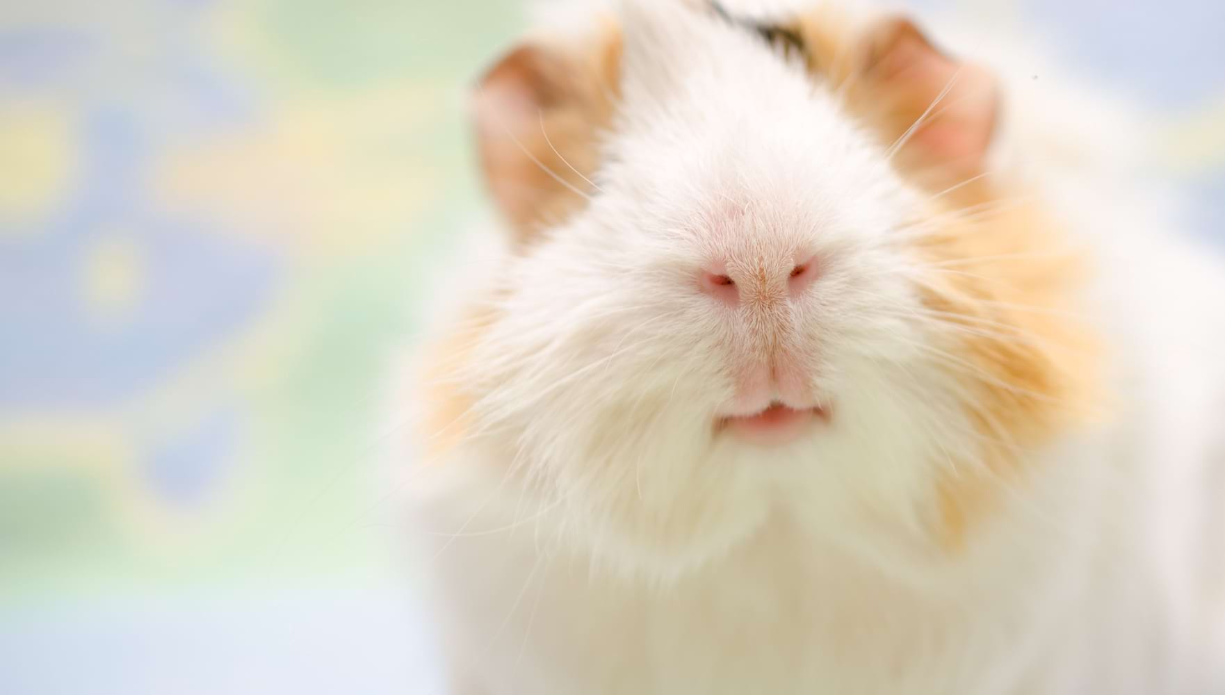 Guinea Pig Care Made Easy: A Beginner's Guide to Cavy Care