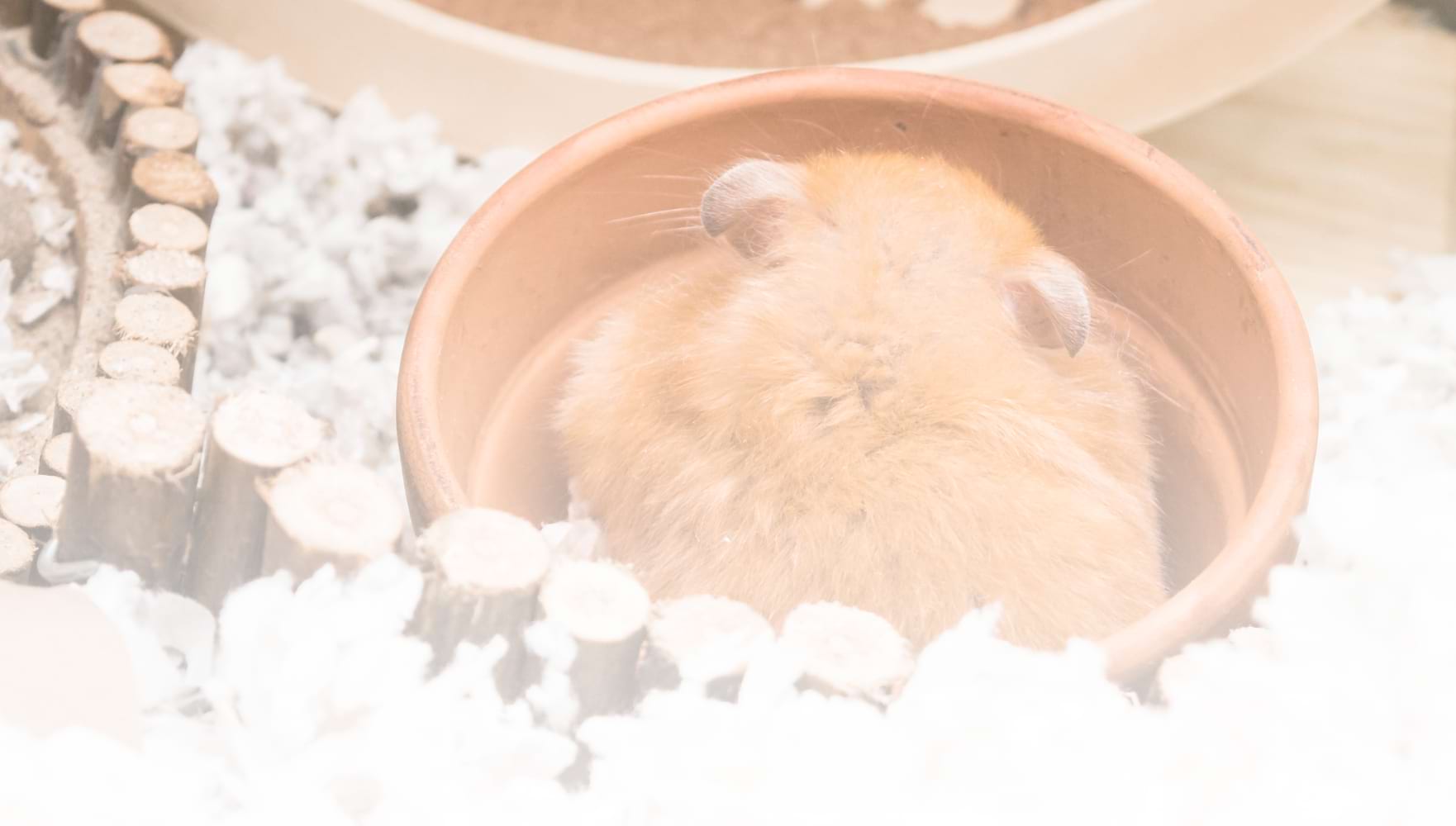 Hamster Care Guide | Easy Starter Pets? Think Again