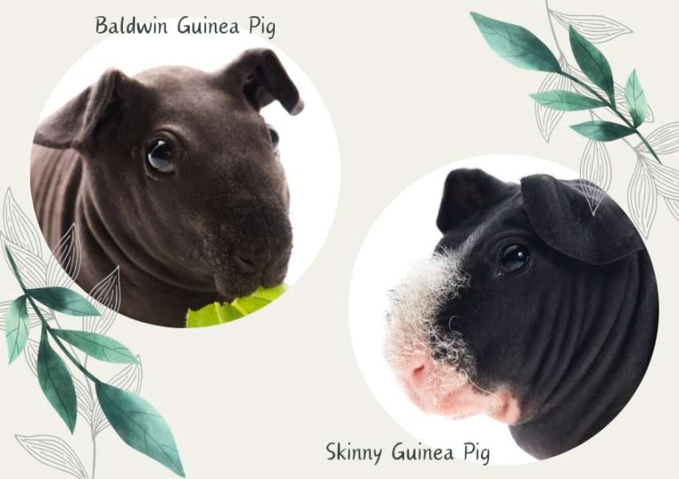 Hairless Guinea Pig Breeds & How to Care for Them | Animallama