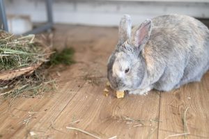 15 Reasons Not to Get a Rabbit: Bunny Reality Check