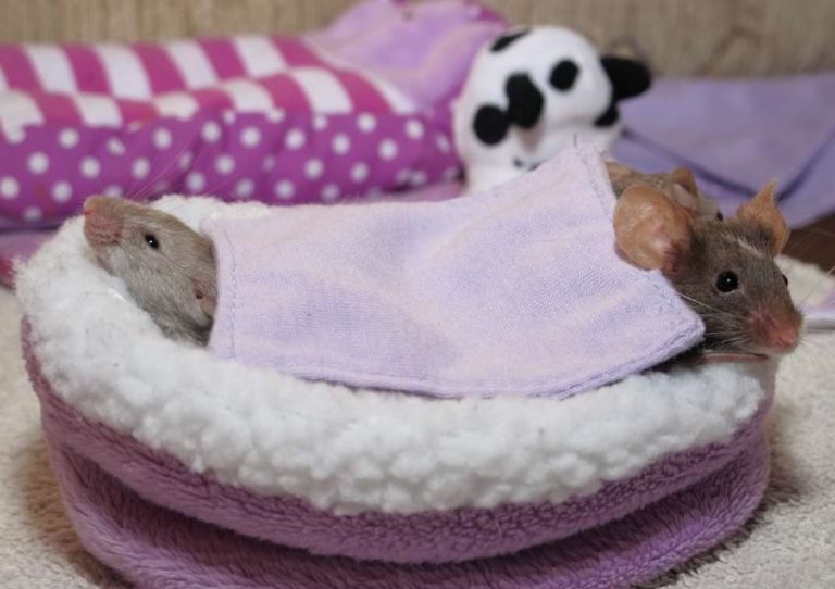 Mice as Pets: Pros and Cons to Consider Before Adopting | Animallama
