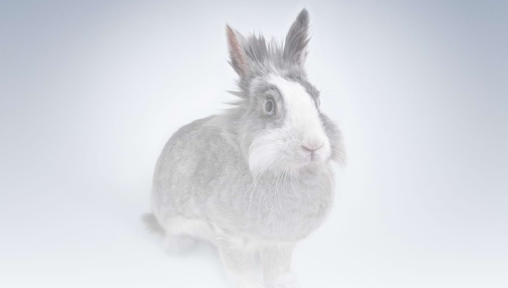 The A-Z of Rabbit Care Every Owner Should Know