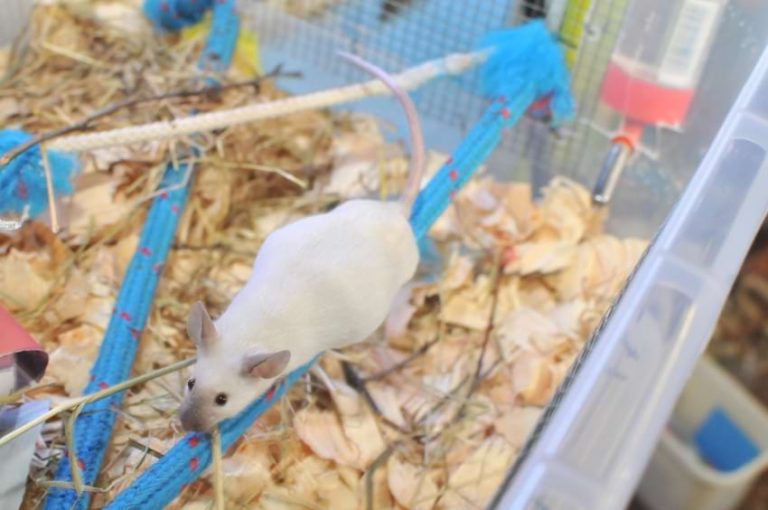 Mice Cage Requirements: Size, Bar Spacing, Base Depth, & More | Animallama