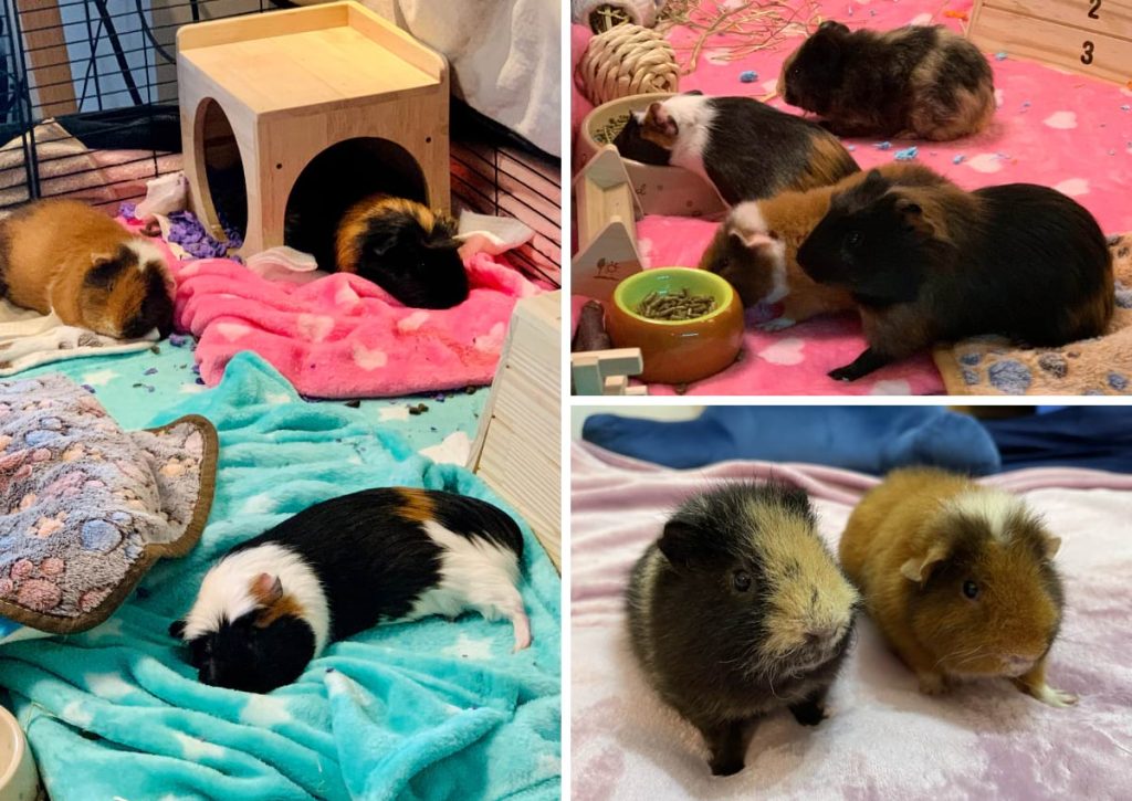 27 Enrichment Ideas for Guinea Pigs: Activities, Toys, & More