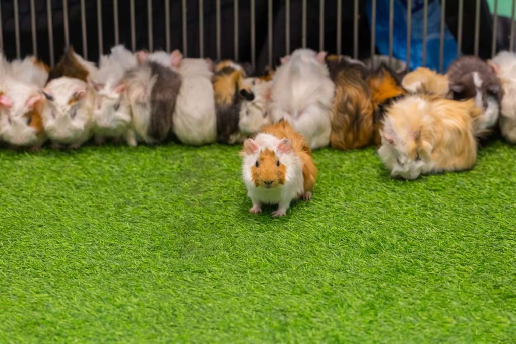 How to Pick Up and Hold Guinea Pigs | Animallama