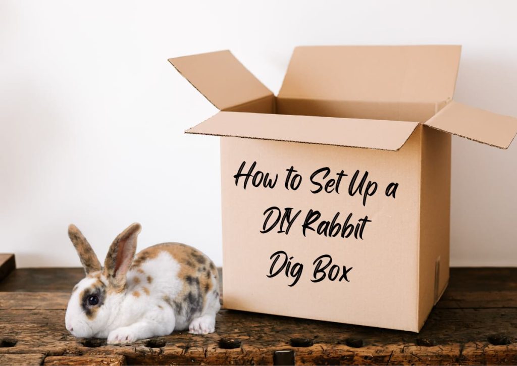 How to Set Up a DIY Rabbit Dig Box | Animallama