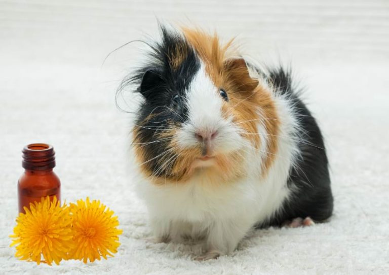 First Aid Kit for Guinea Pigs: What to Include | Animallama