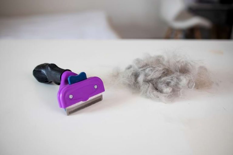 Rabbit Grooming: A Complete Grooming Routine For Your Bunny