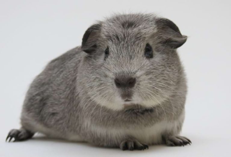 What Color Is My Guinea Pig? A Guide to Coat Colors and Patterns