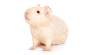 What Color Is My Guinea Pig? A Guide to Coat Colors and Patterns